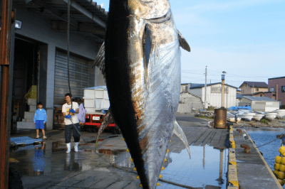Natural Theme Park?! An Adventure Experience Exclusive to the Tohoku ...